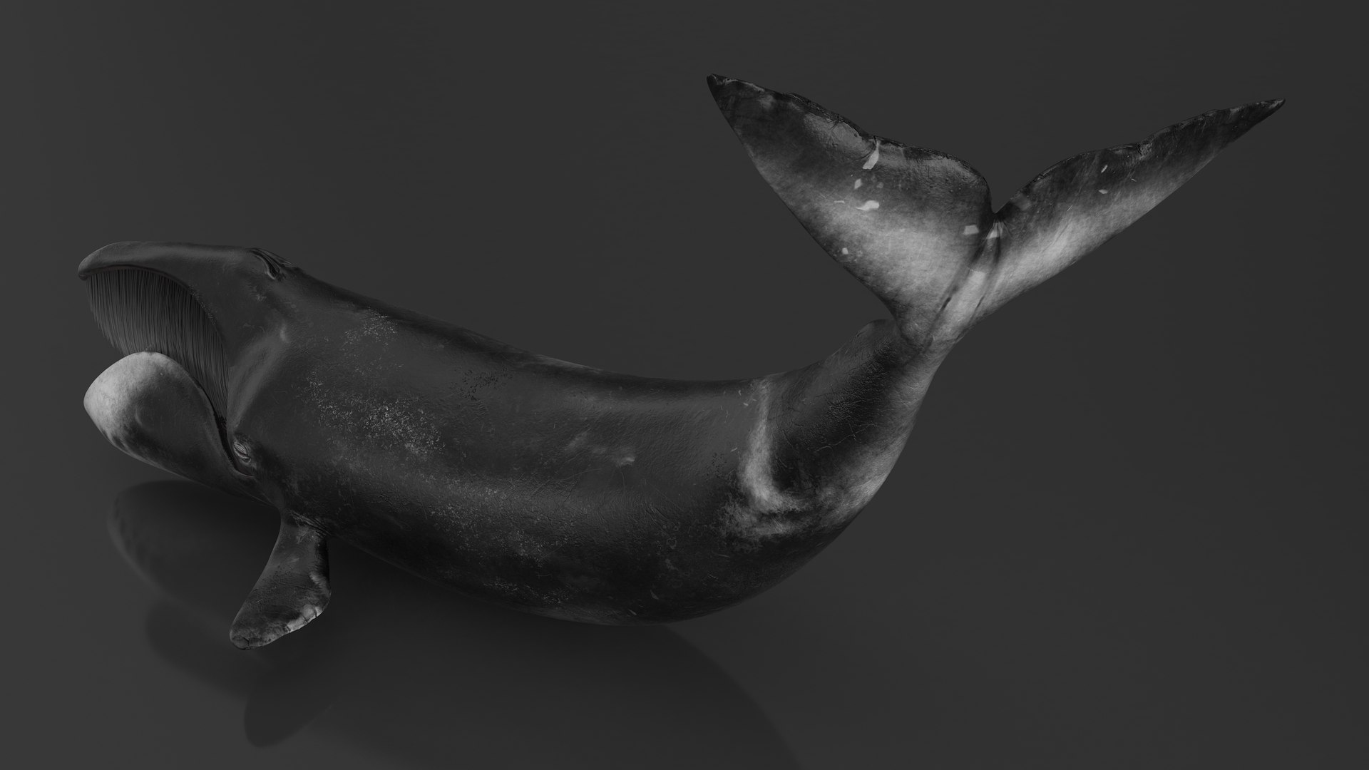 Swimming Bowhead Whale Model - TurboSquid 2116282