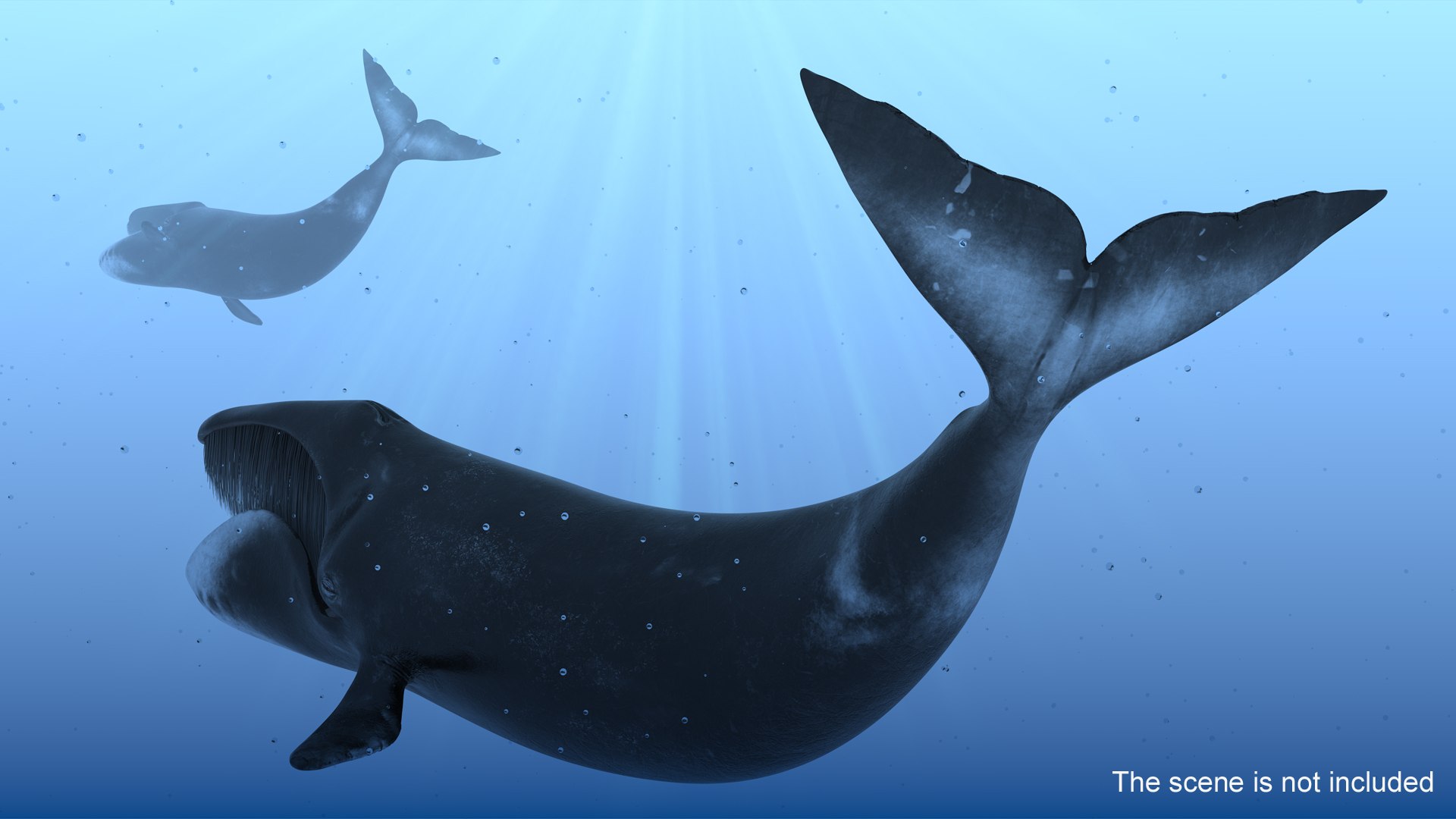Swimming Bowhead Whale Model - TurboSquid 2116282