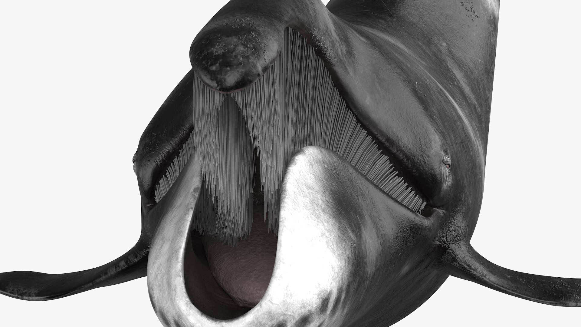 Swimming Bowhead Whale Model - TurboSquid 2116282