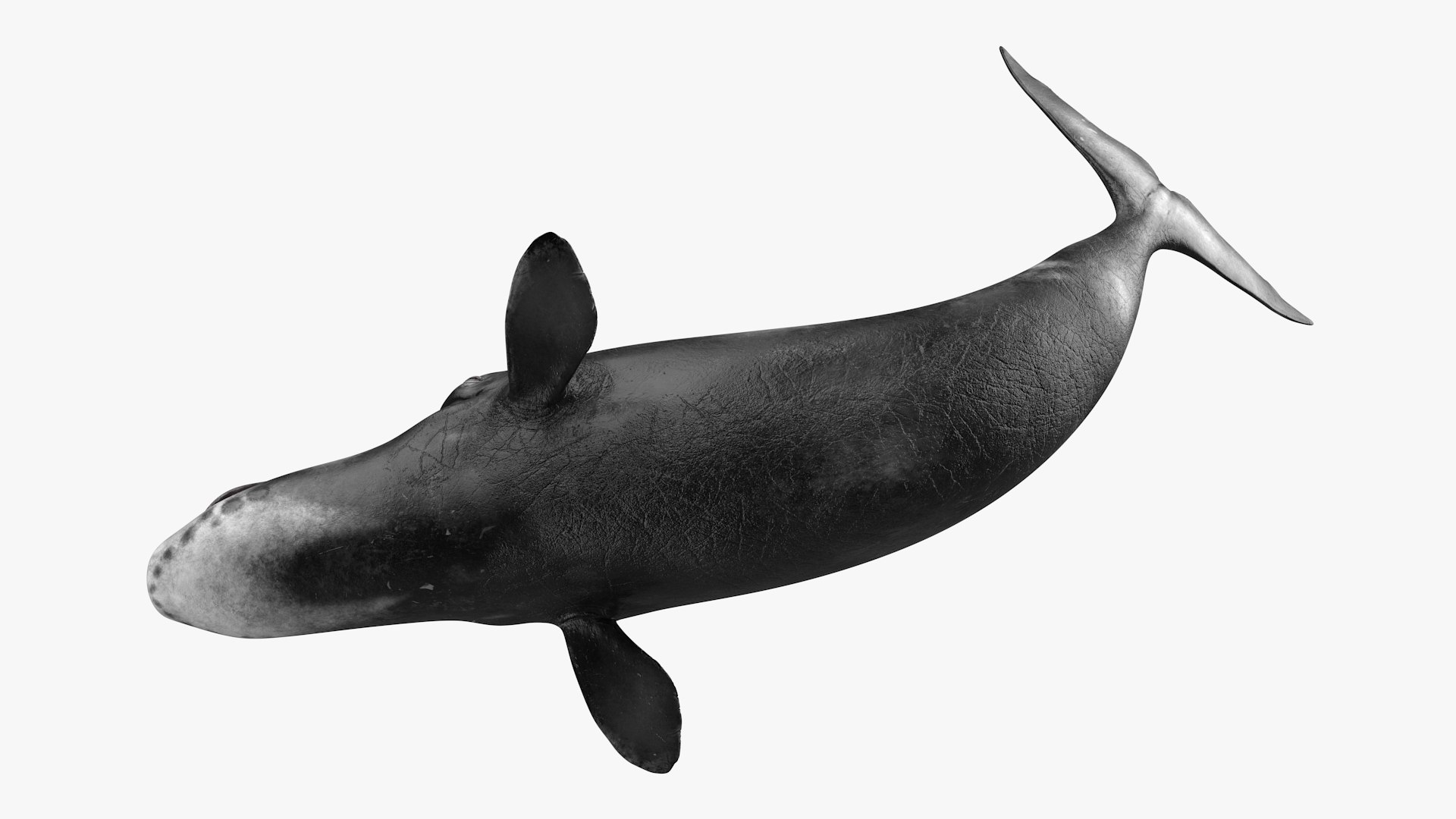 Swimming Bowhead Whale Model - TurboSquid 2116282