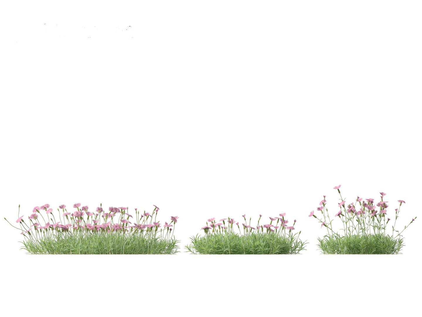 Dianthus Gratianopolitanus - Cheddar Pink 3D Model - TurboSquid 2141623