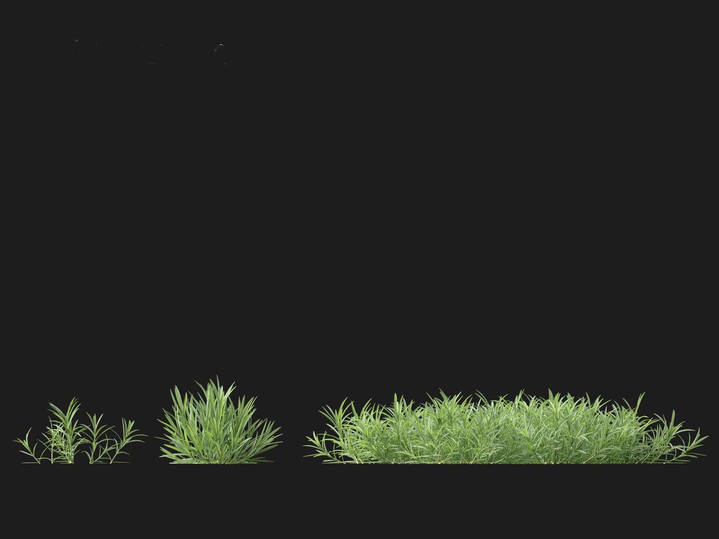 Dianthus Gratianopolitanus - Cheddar Pink 3D Model - TurboSquid 2141623