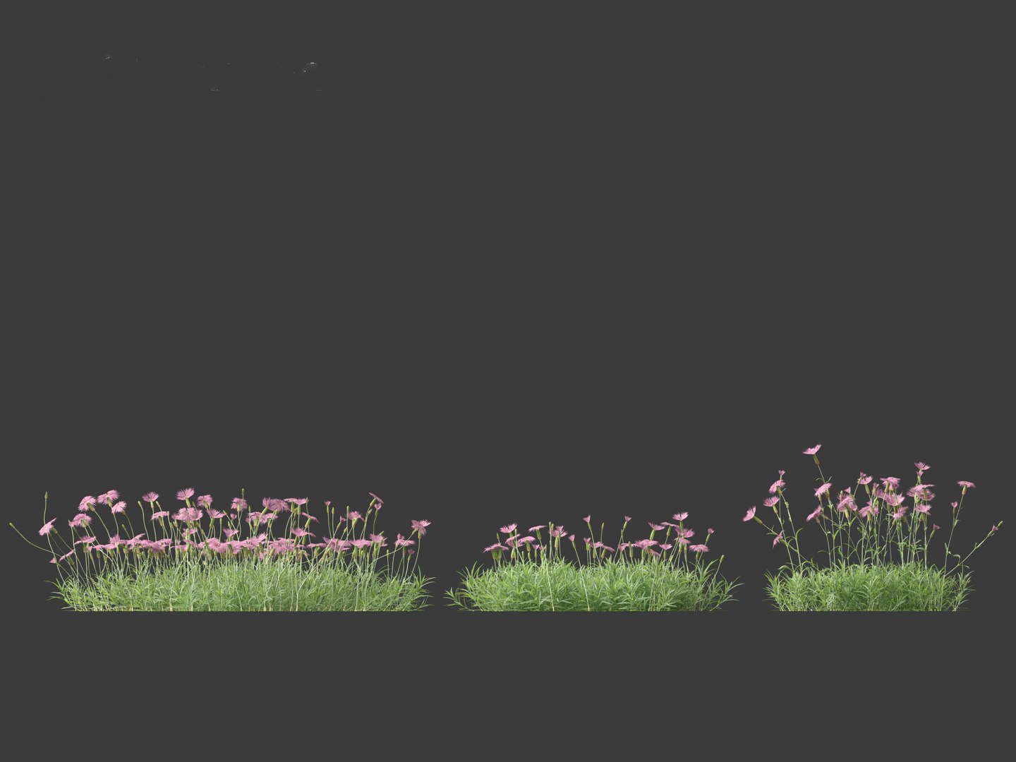 Dianthus Gratianopolitanus - Cheddar Pink 3D Model - TurboSquid 2141623