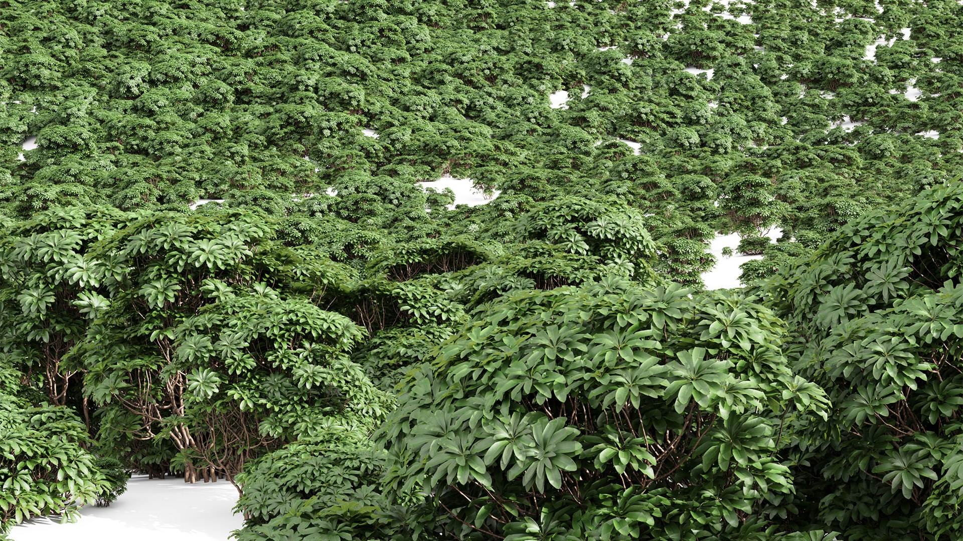New Plant High Detail Edgeworthia Chrysantha Grandiflora Bush Model ...