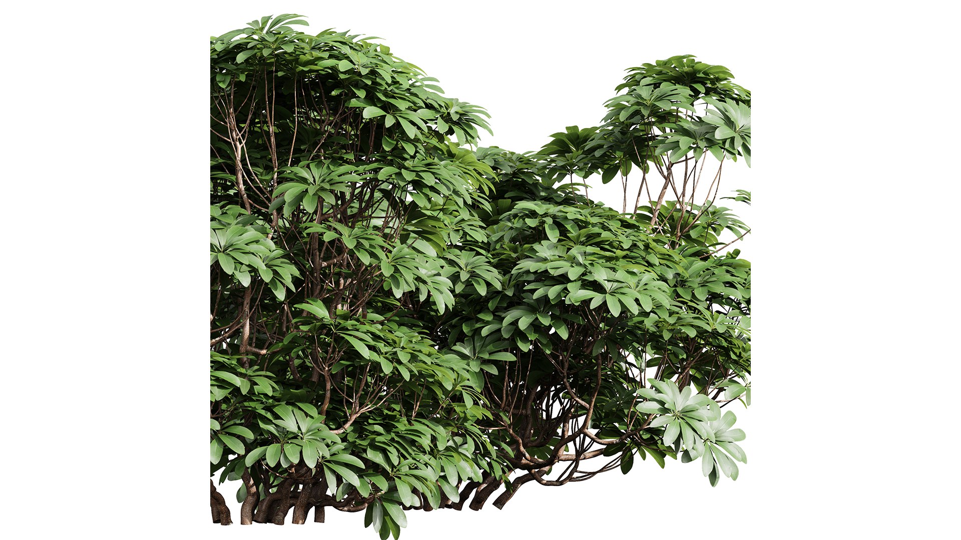 New Plant High Detail Edgeworthia Chrysantha Grandiflora Bush Model ...