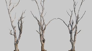 Free 3ds Max Tree Models | TurboSquid