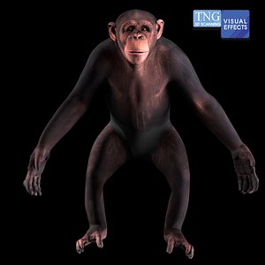Chimpanzee 3D Models for Download | TurboSquid