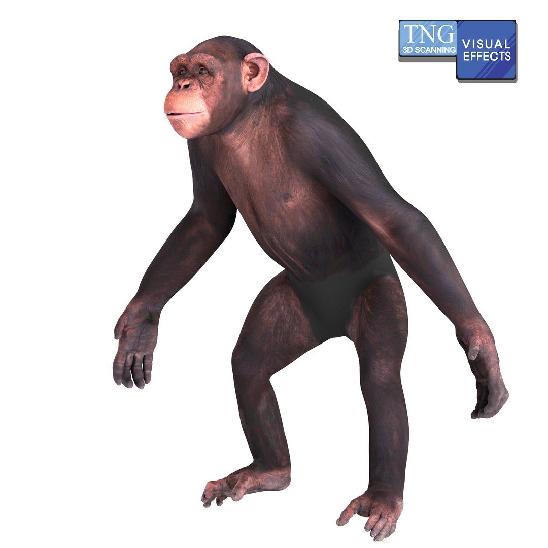 Animation Chimpanzee 3D - TurboSquid 1463586