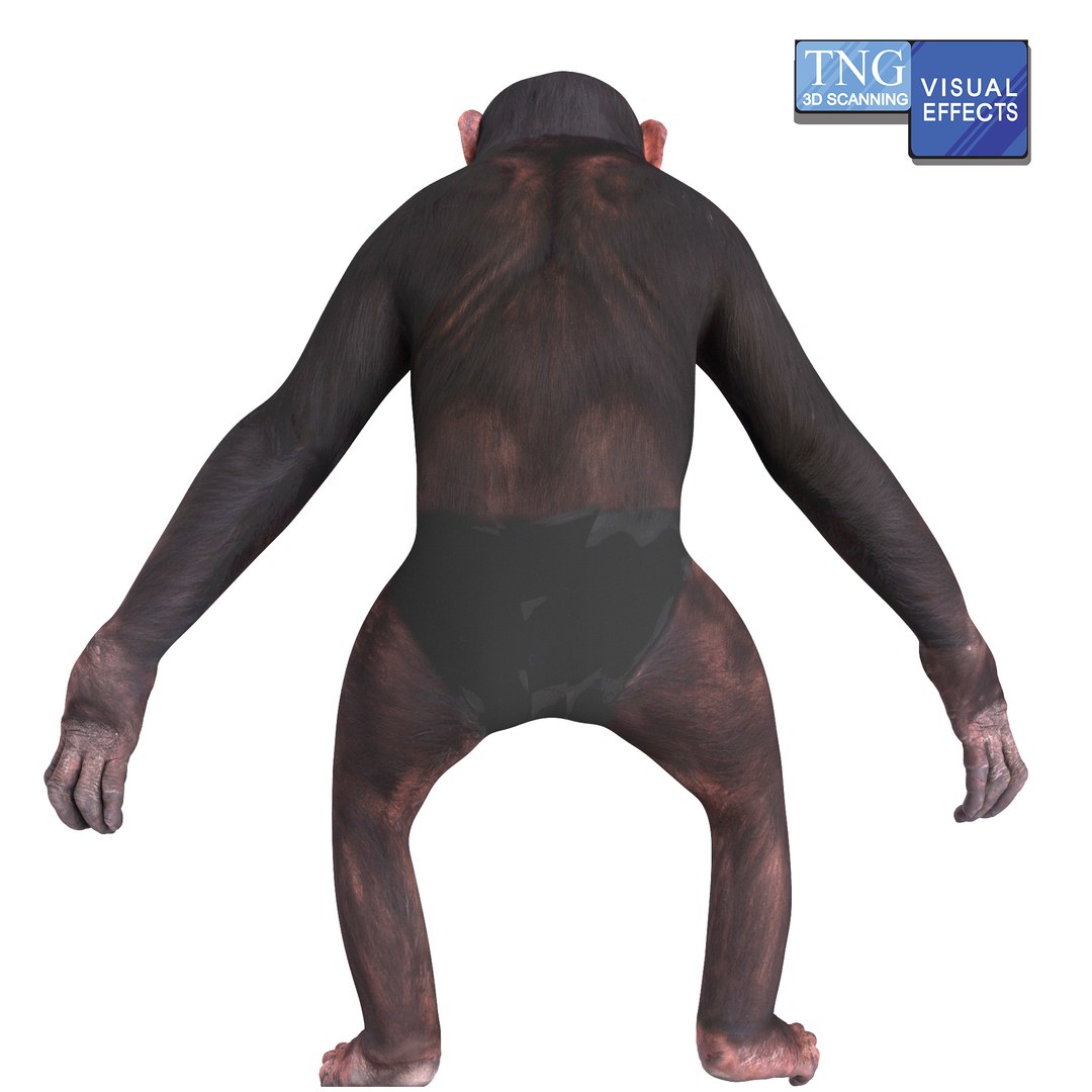 Animation Chimpanzee 3D - TurboSquid 1463586