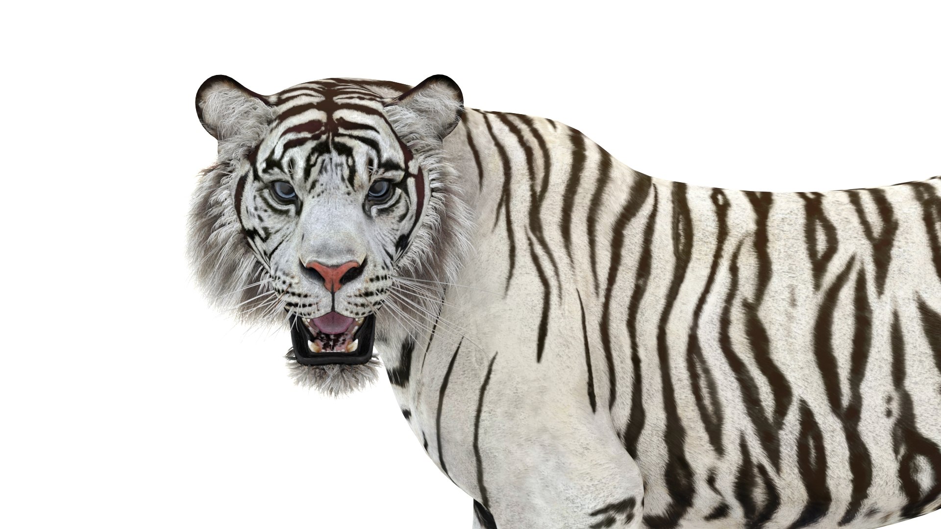 White Tiger Rigged 2 3D Model - TurboSquid 1443550