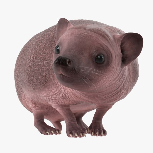 modelo 3d Erizo calvo preparado para Cinema 4D - TurboSquid 2112706
