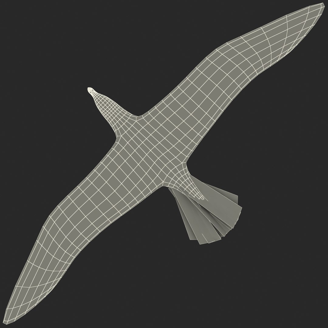 Flying Gull 2 Animation 3d Model
