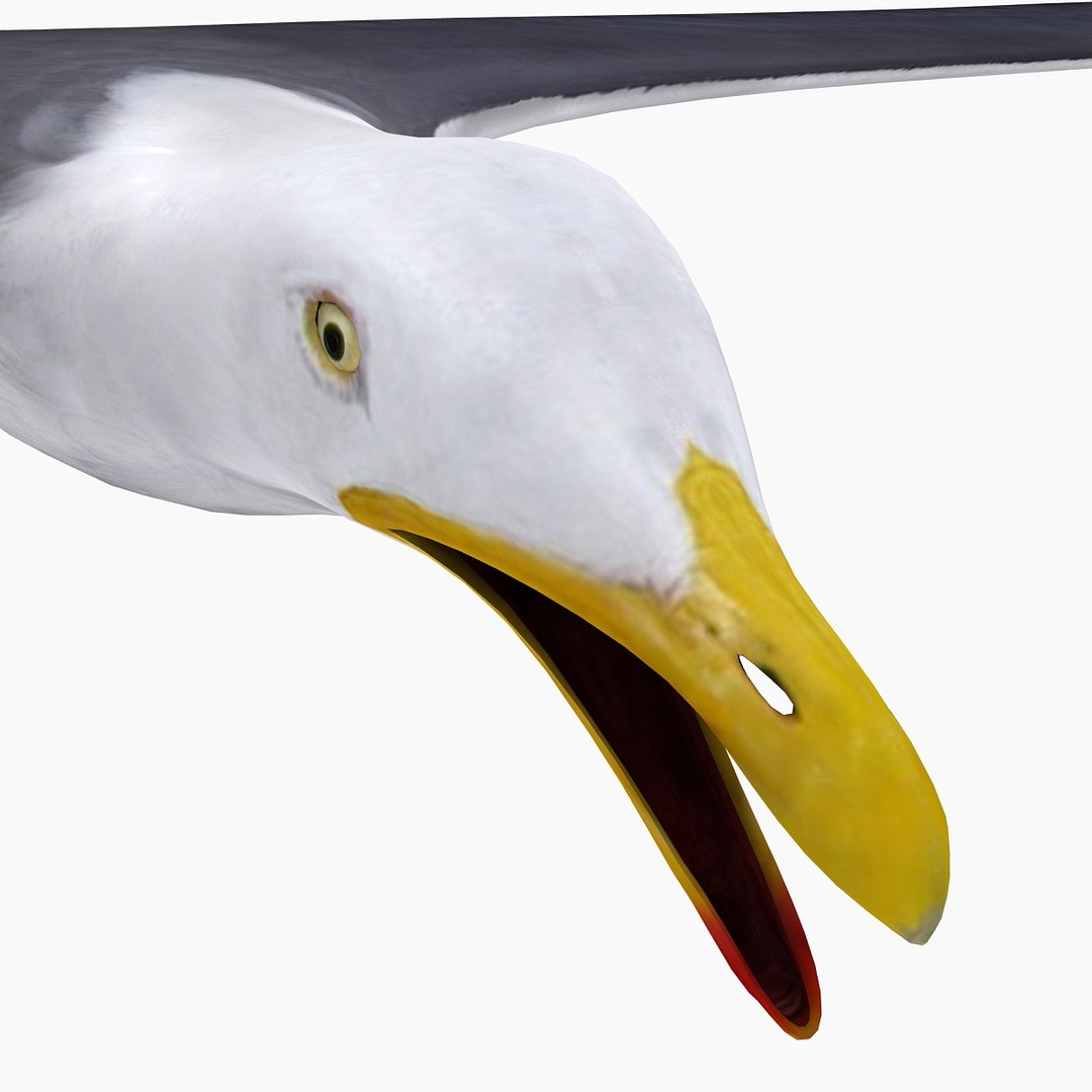 Flying Gull 2 Animation 3d Model
