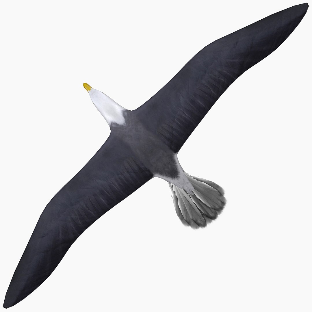 Flying Gull 2 Animation 3d Model