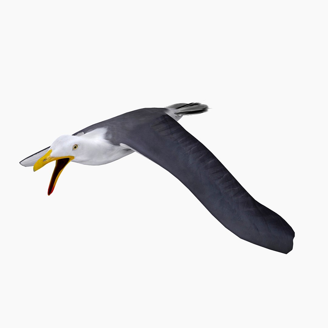 Flying Gull 2 Animation 3d Model
