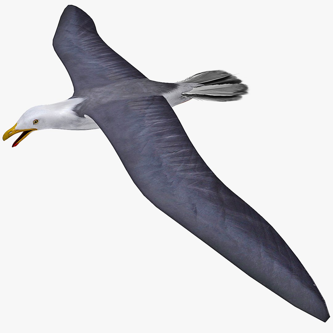 Flying Gull 2 Animation 3d Model