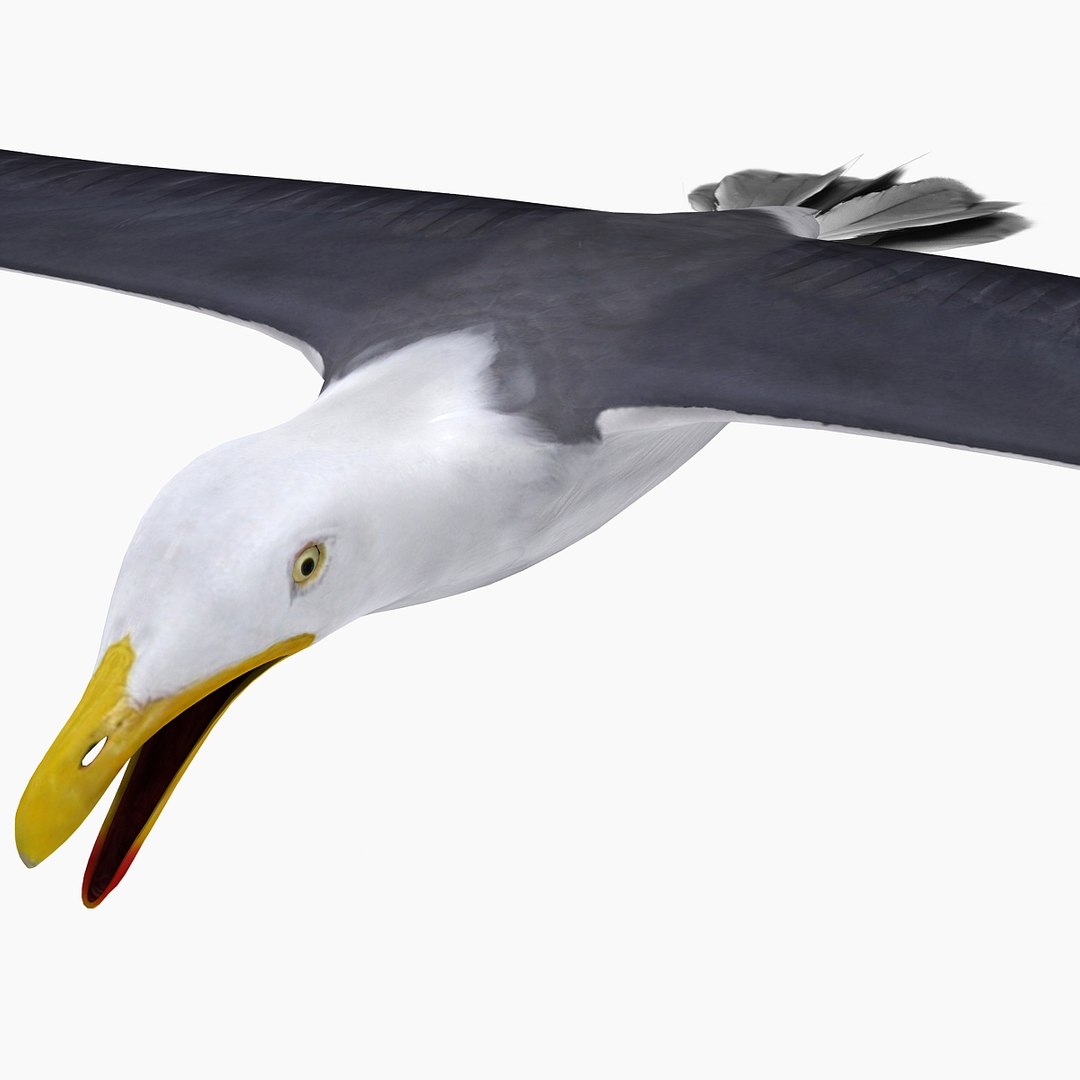 Flying Gull 2 Animation 3d Model