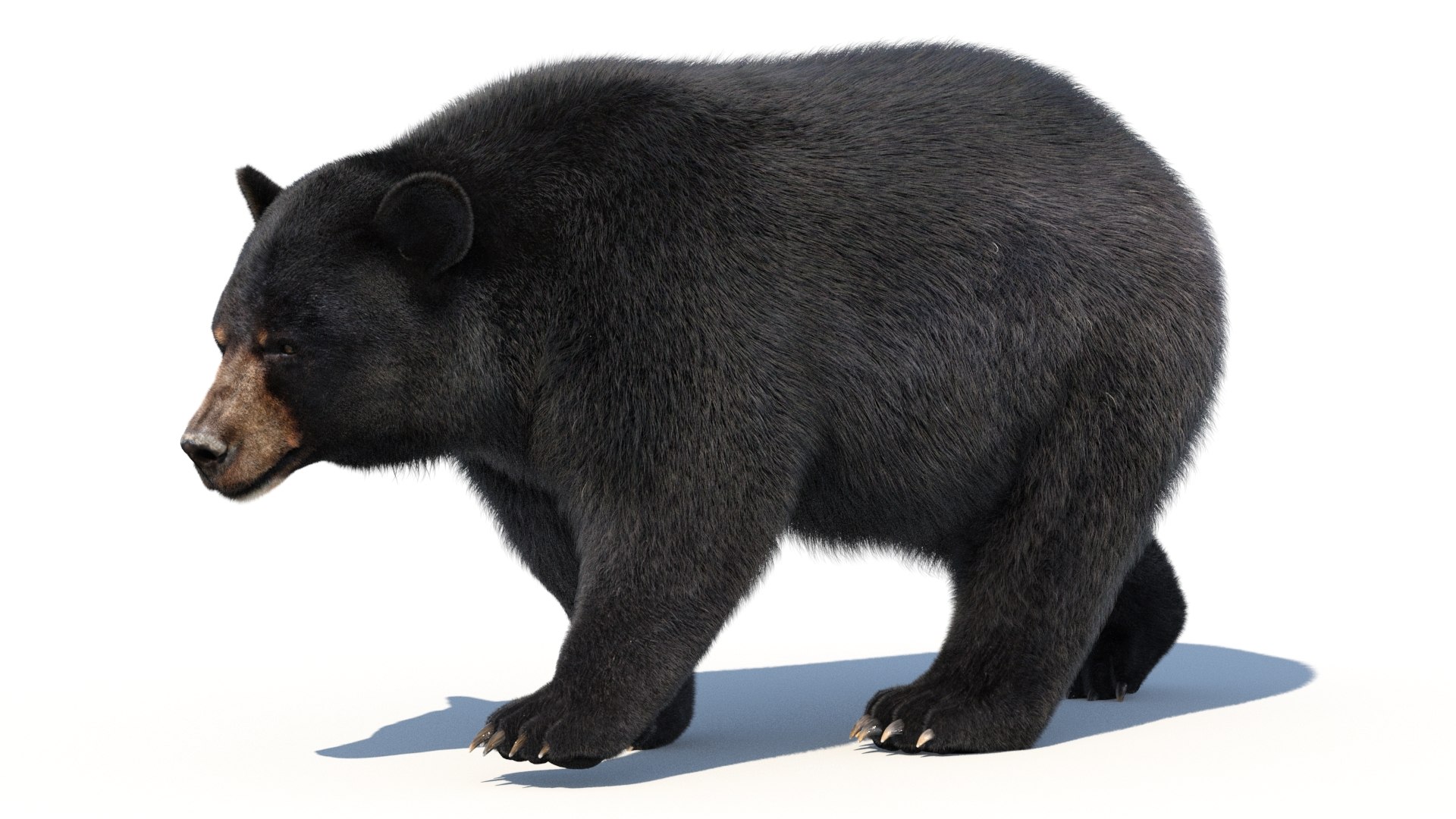 Black Bear Animated Fur Advanced 3D - TurboSquid 2148400