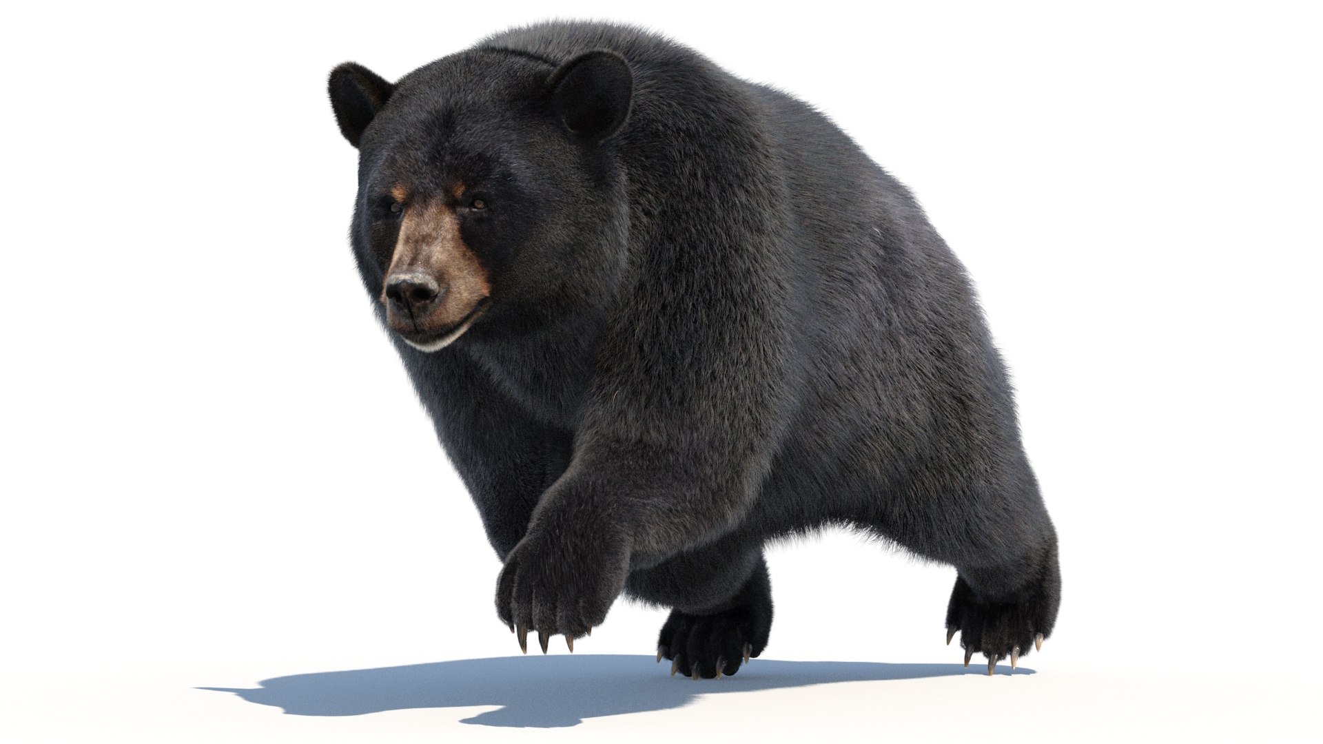 Black Bear Animated Fur Advanced 3D - TurboSquid 2148400