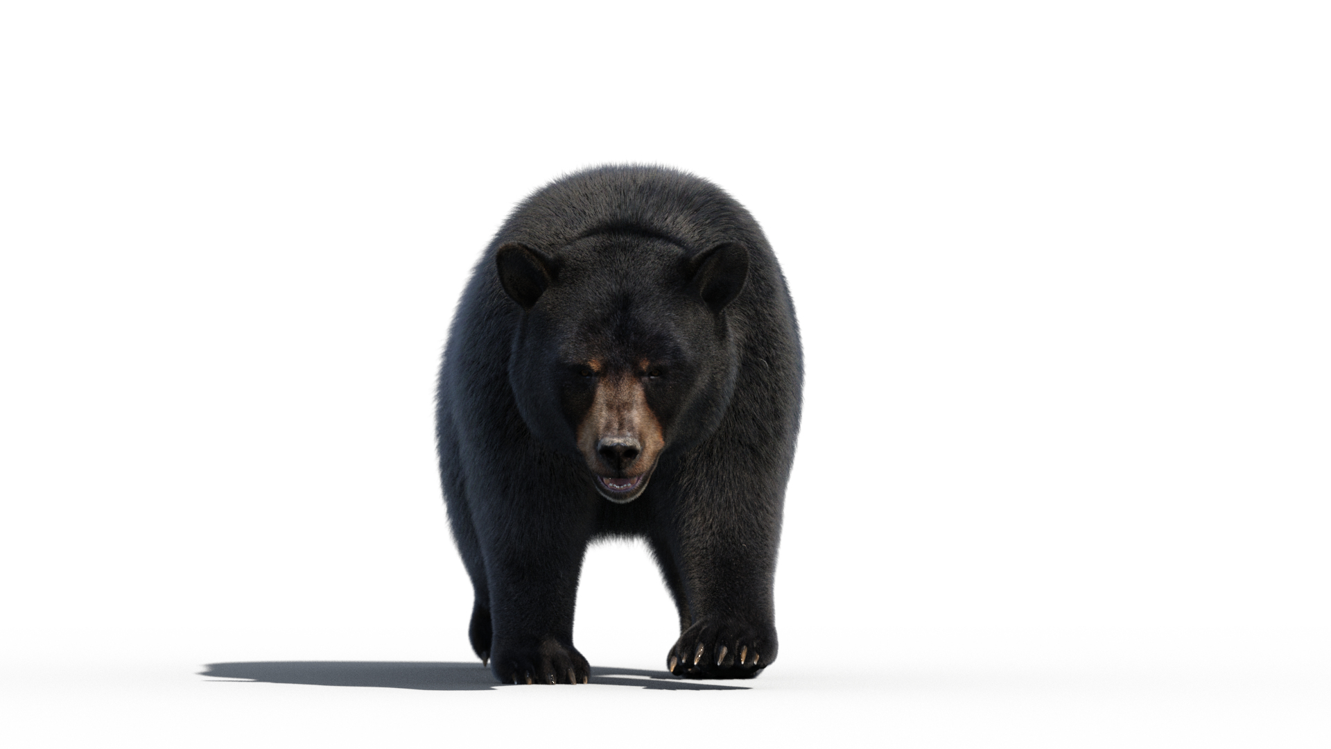 Black Bear Animated Fur Advanced 3D - TurboSquid 2148400