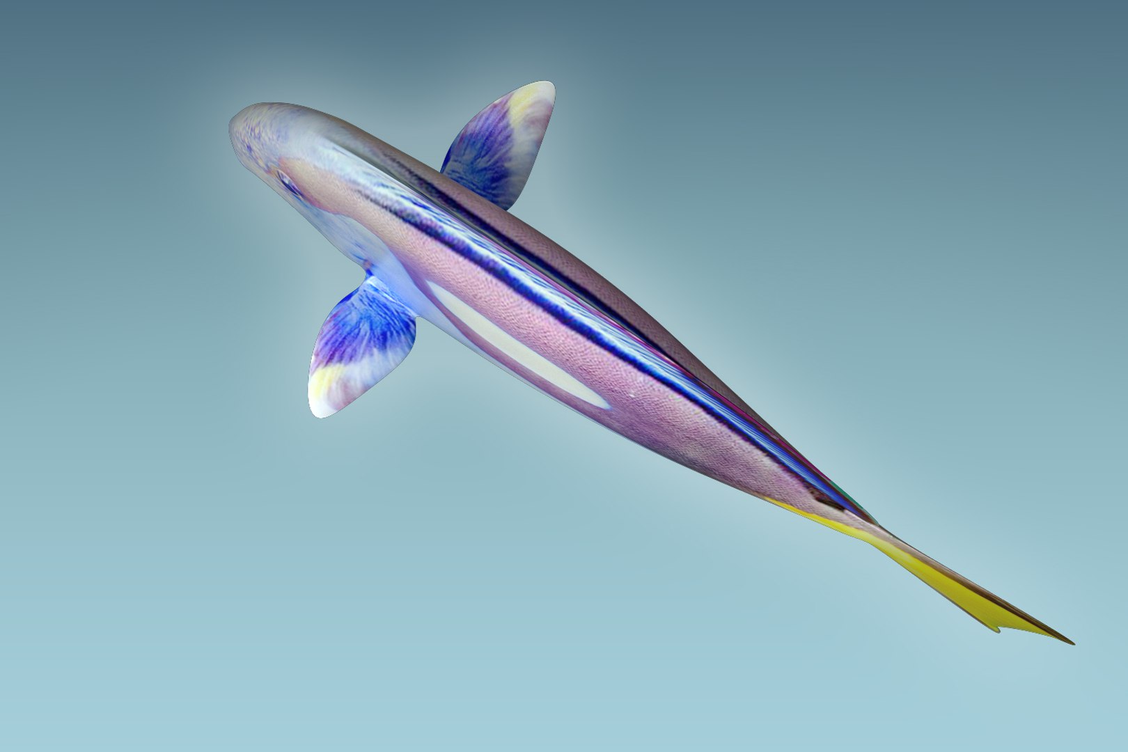 3D dorry fish animal - TurboSquid 1202958