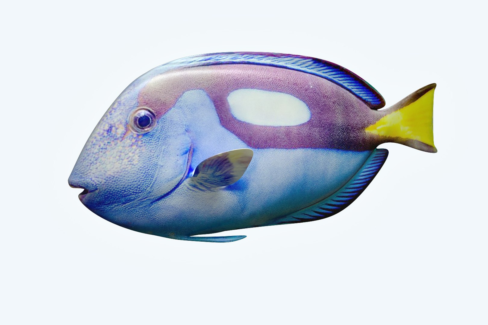 3D dorry fish animal - TurboSquid 1202958