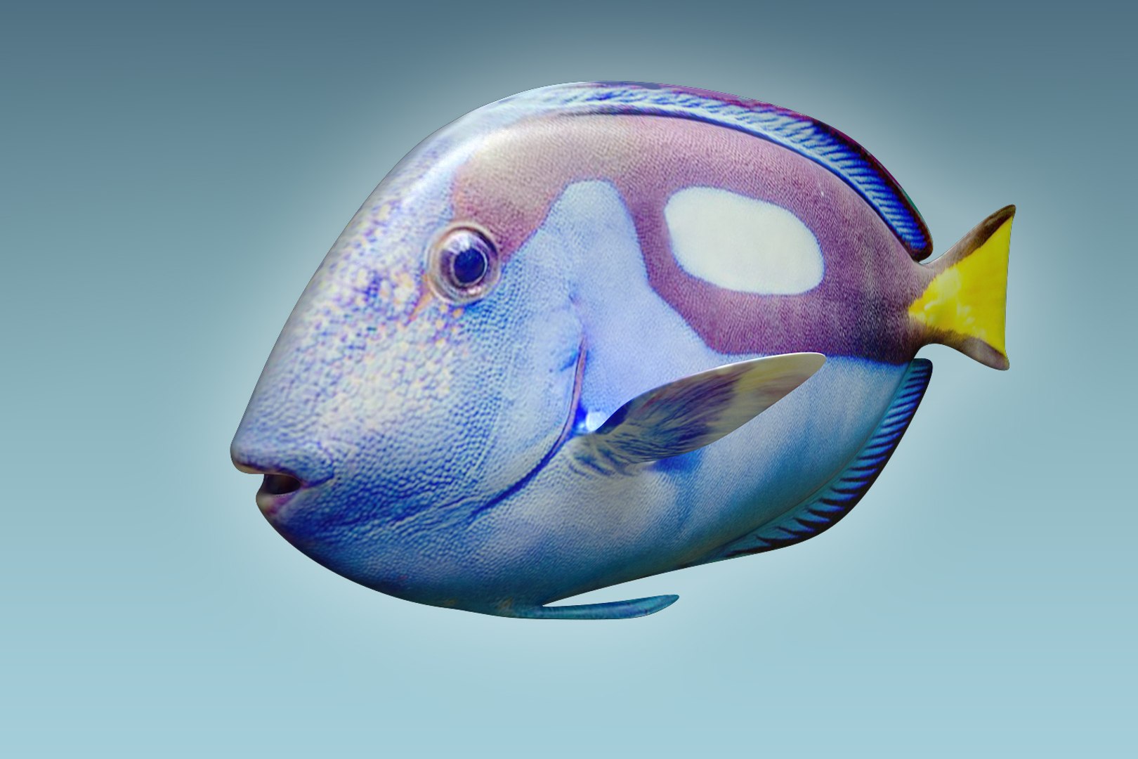 3D dorry fish animal - TurboSquid 1202958