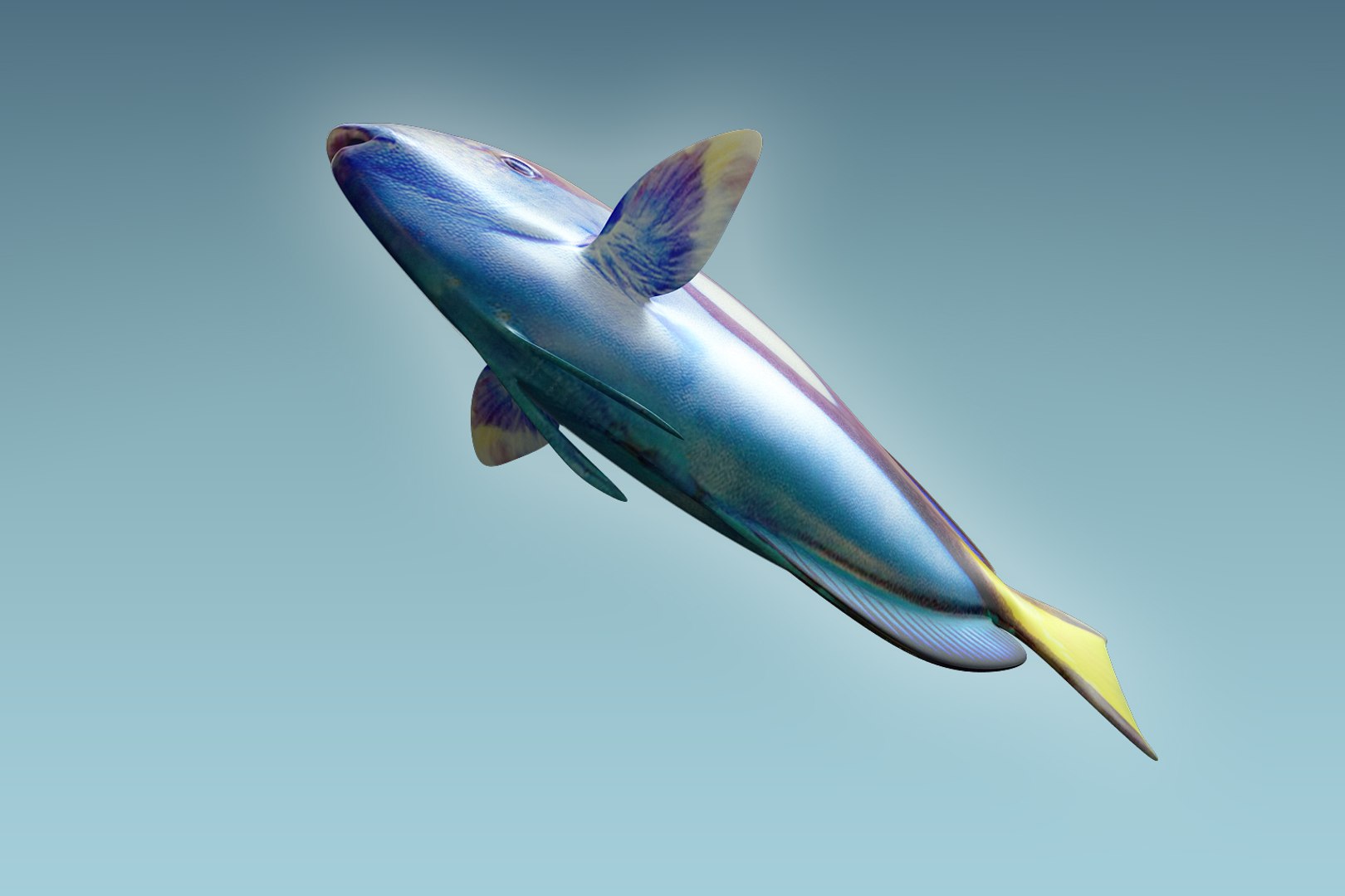 3D dorry fish animal - TurboSquid 1202958