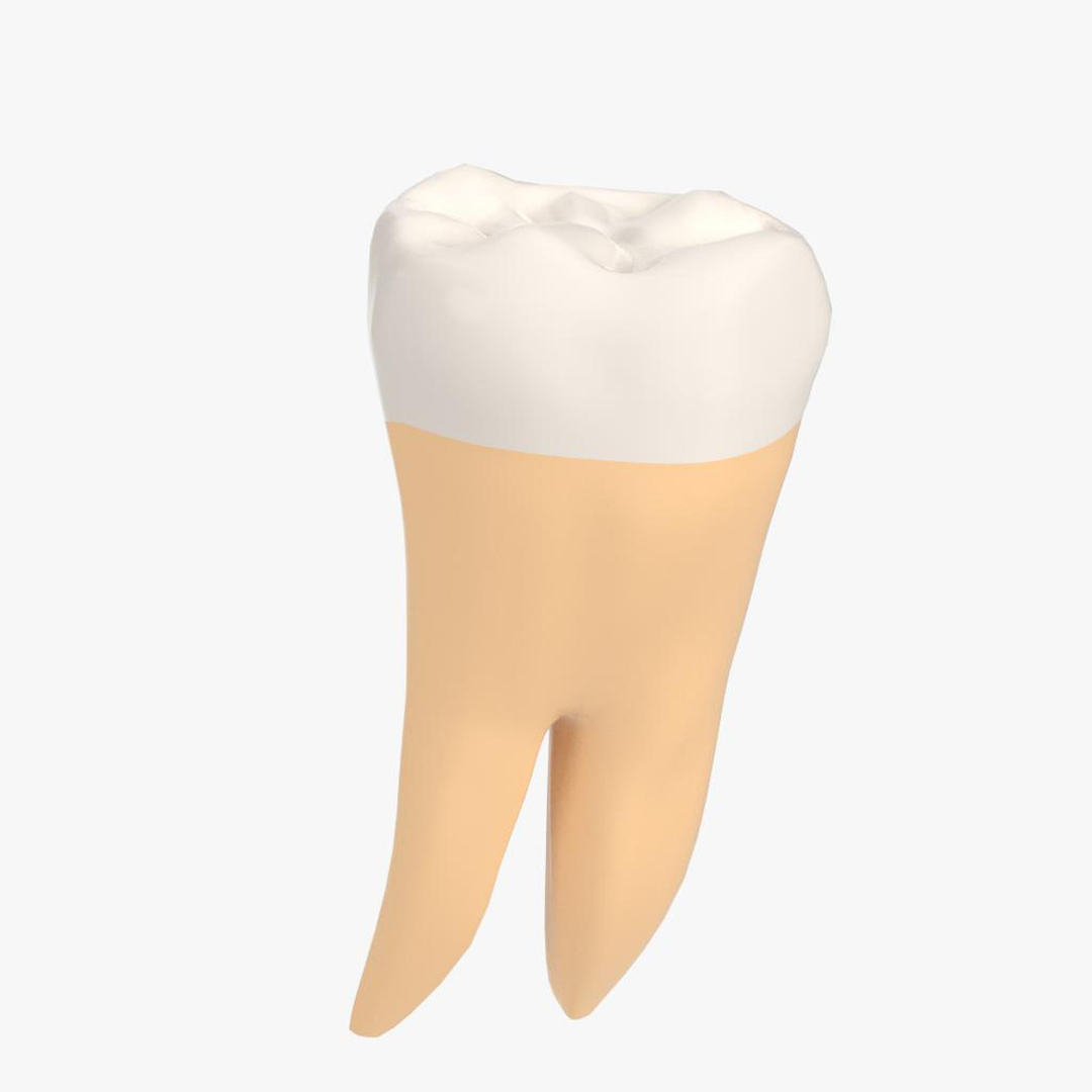 Stylized Human Molar 3D - TurboSquid 1367336