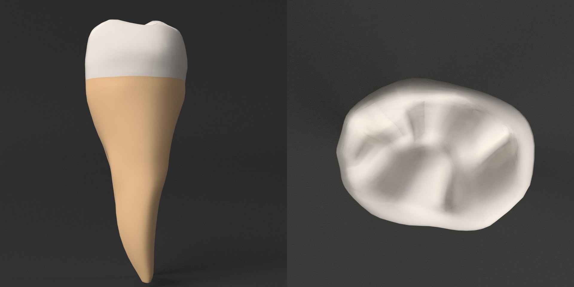 Stylized Human Molar 3D - TurboSquid 1367336