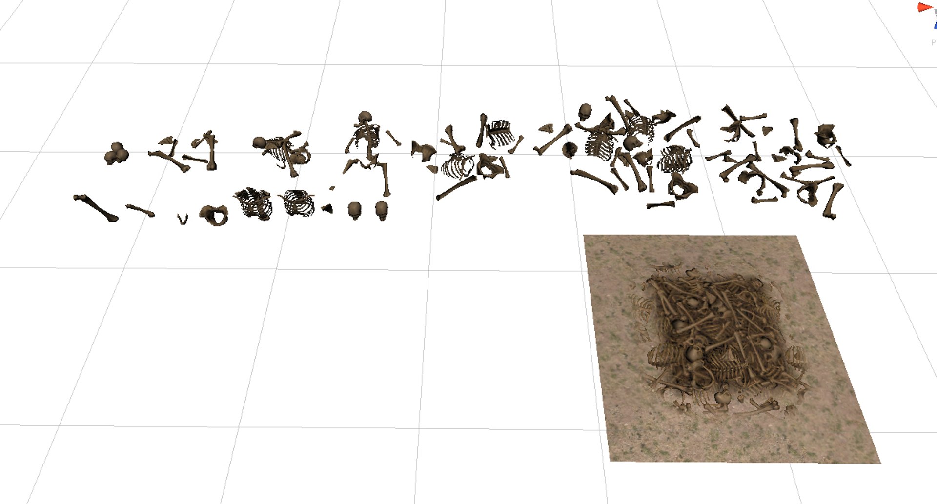 3d Bone Skeleton Model