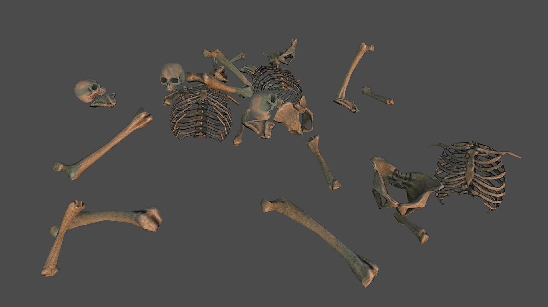 3d Bone Skeleton Model