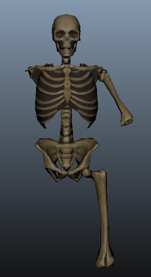 3d Bone Skeleton Model