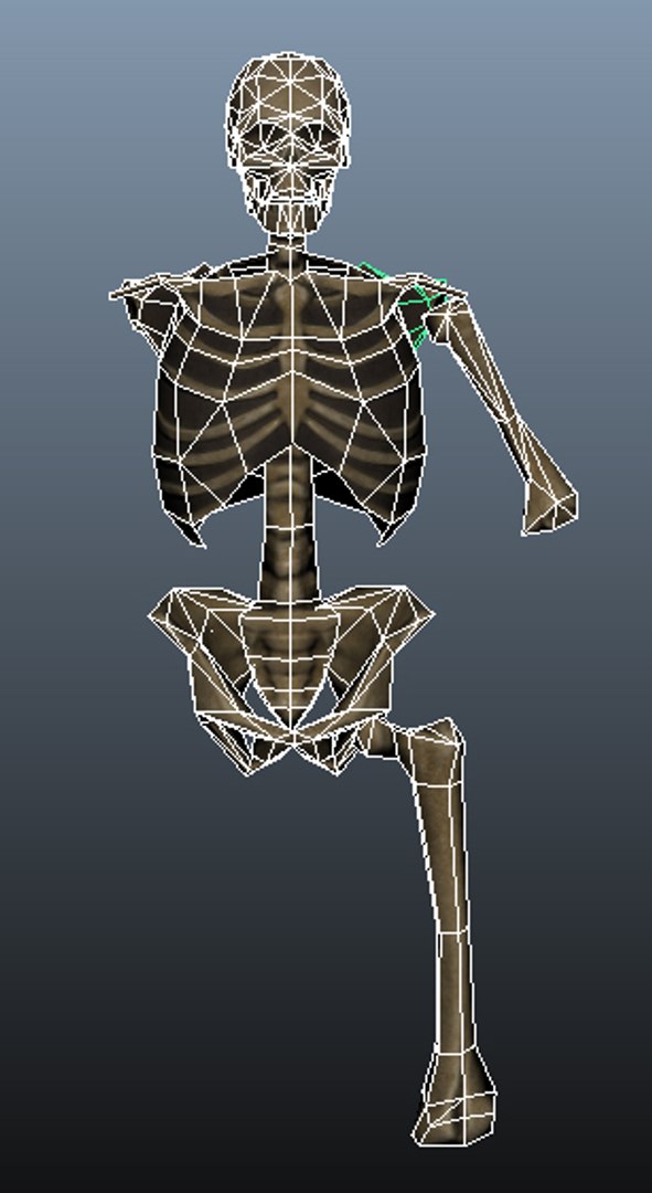 3d Bone Skeleton Model