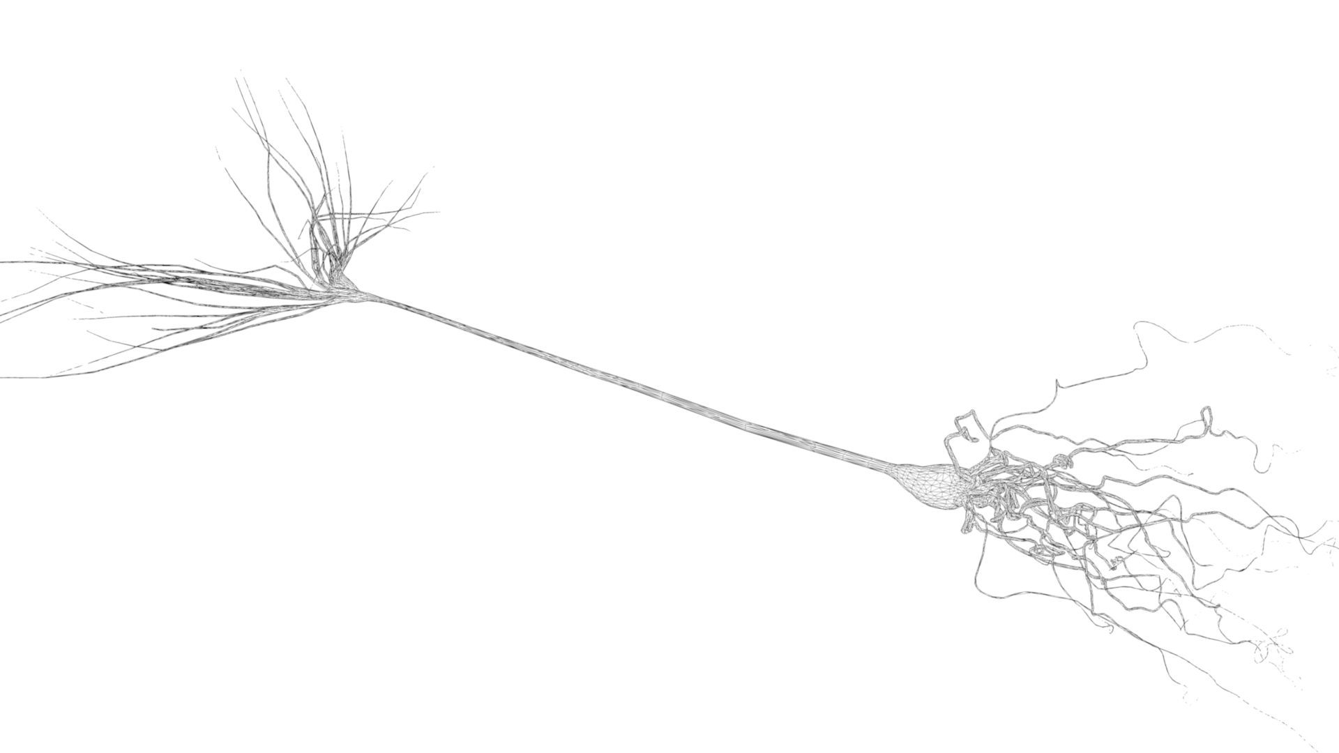 Neuronal Cluster C4d