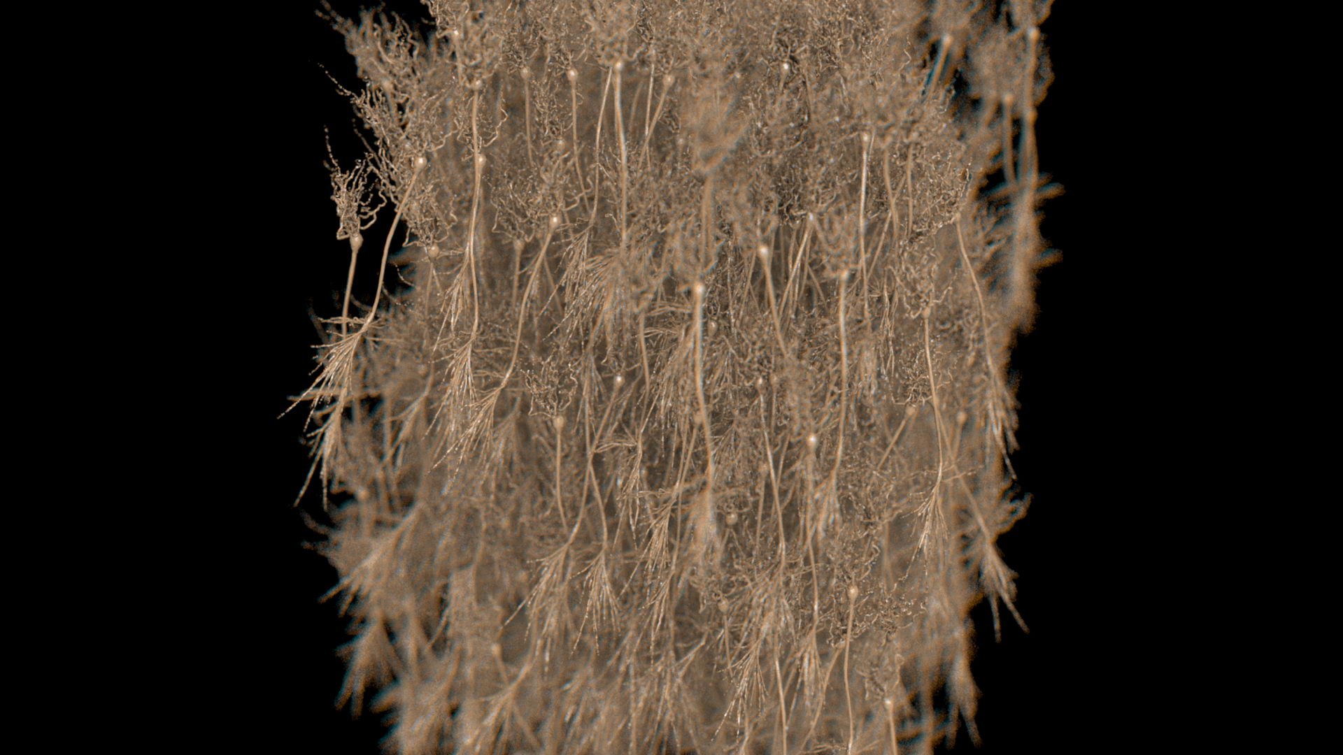 Neuronal Cluster C4d