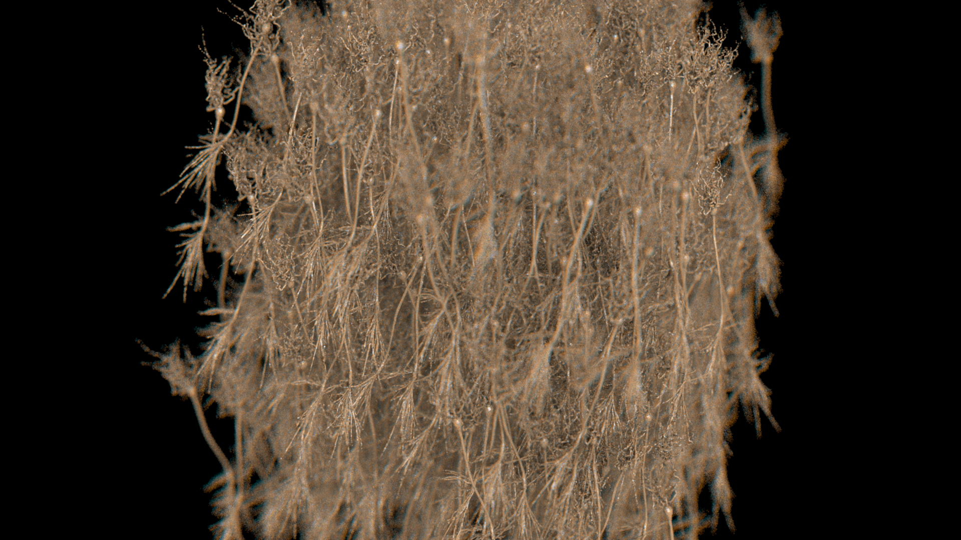 Neuronal Cluster C4d
