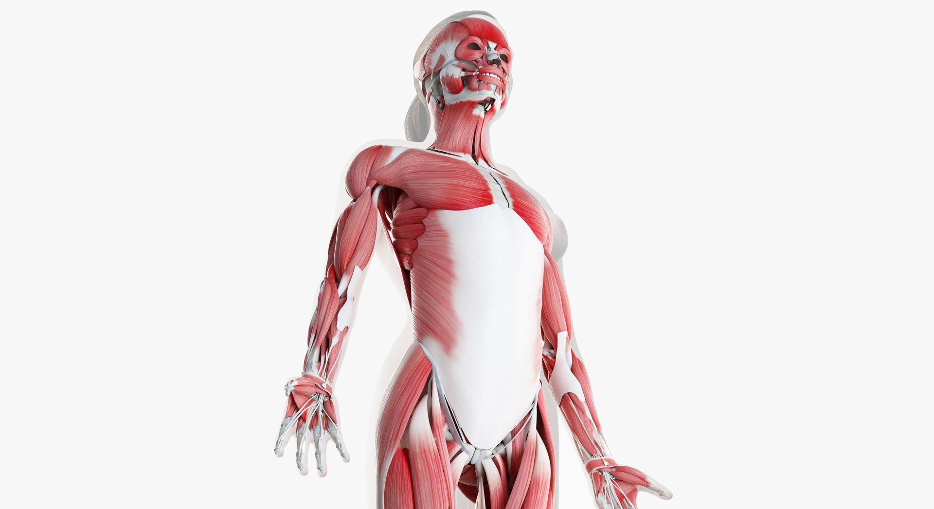 Female Skin Skeleton Muscles 3D Model - TurboSquid 1378454