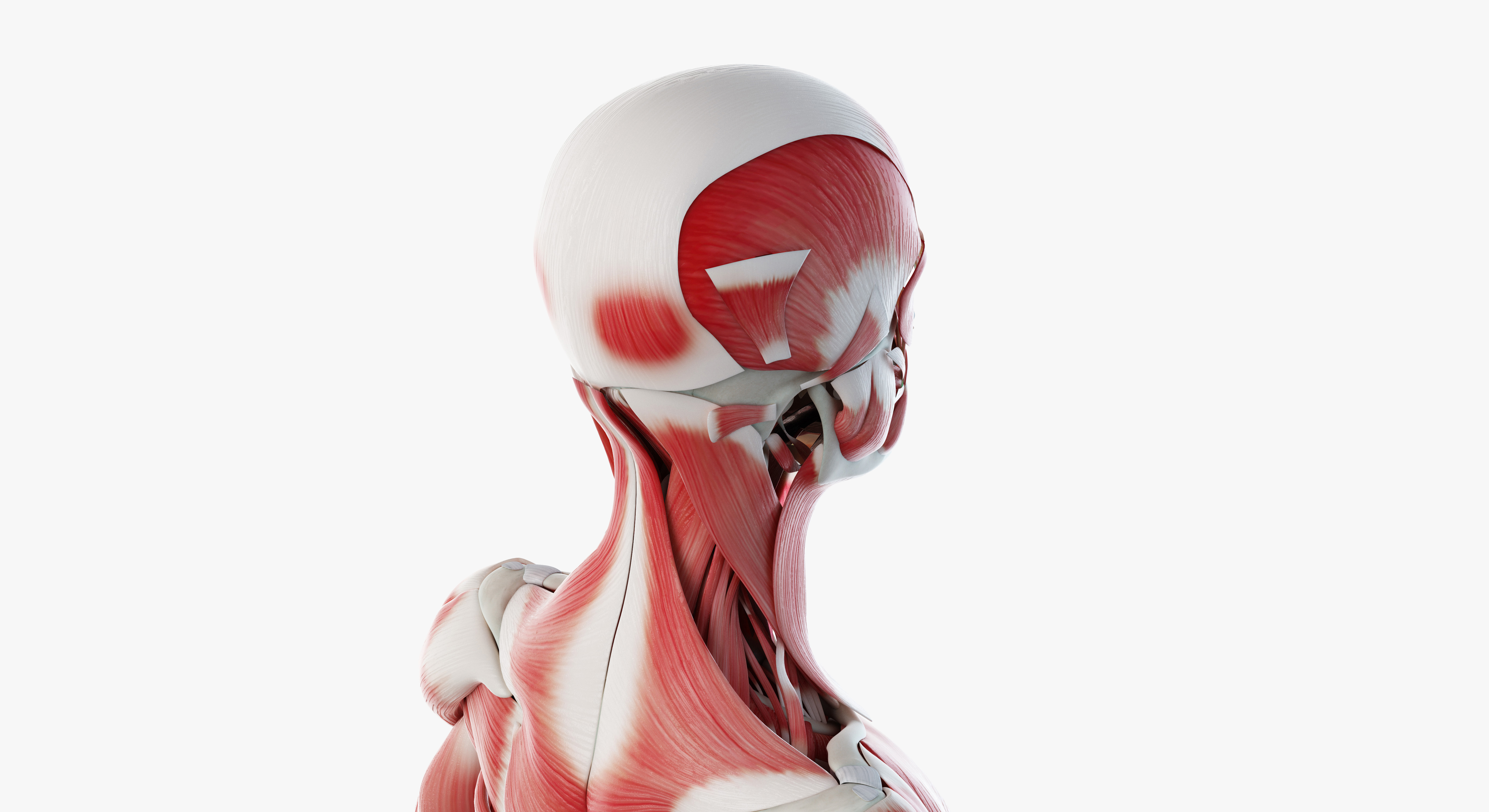 Female skin skeleton muscles 3D model - TurboSquid 1378454