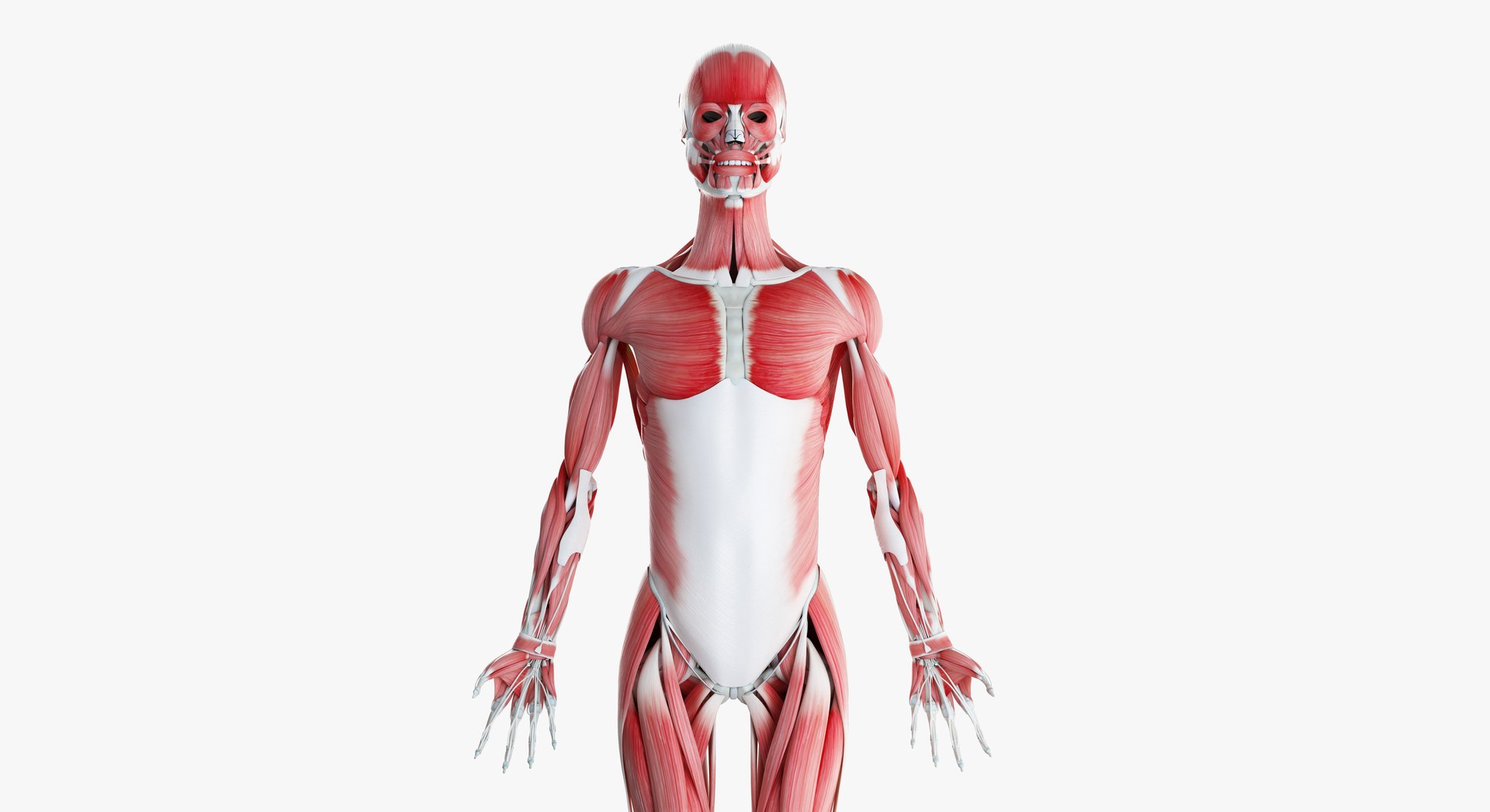 Female skin skeleton muscles 3D model - TurboSquid 1378454