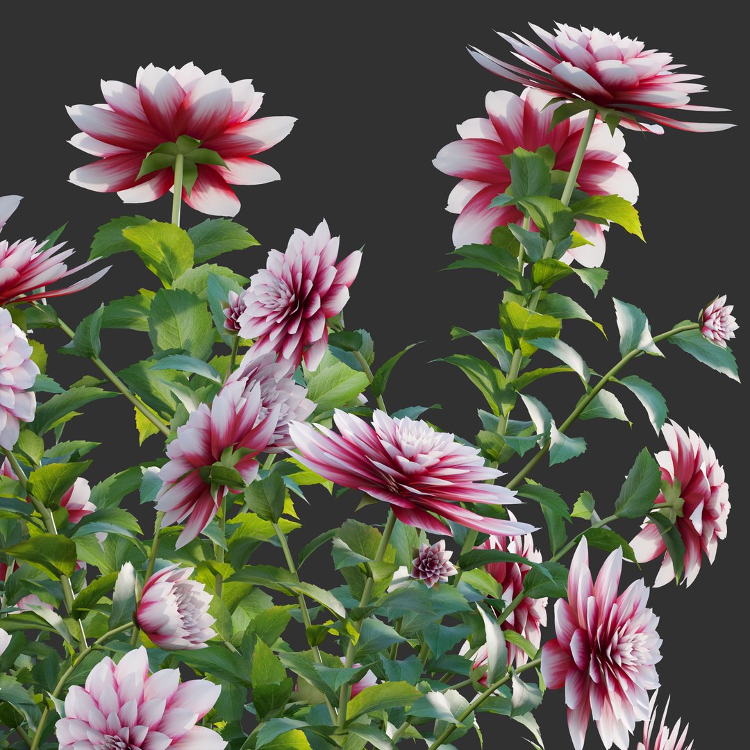 3D Model Dahlia Flowers 02 - TurboSquid 2054738