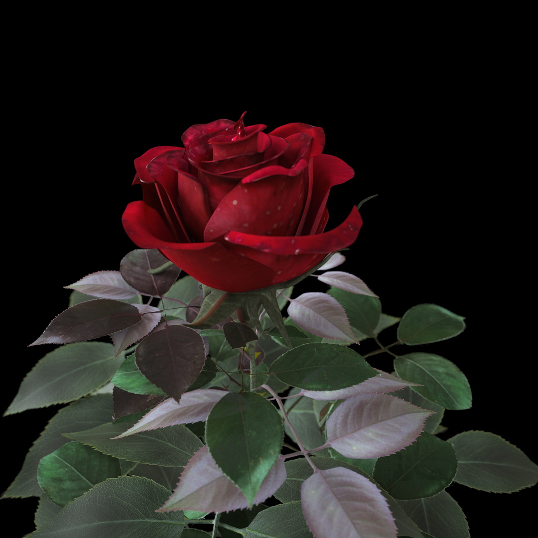 maya realistic rose flower