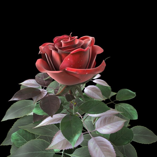 maya realistic rose flower