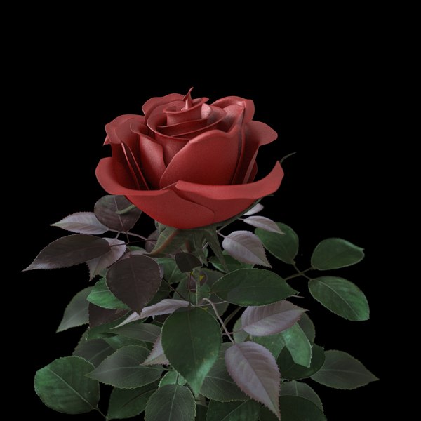 maya realistic rose flower