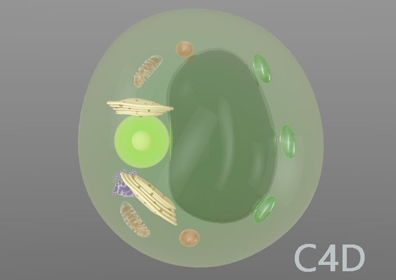 3D Model Plant Cell - TurboSquid 1213498