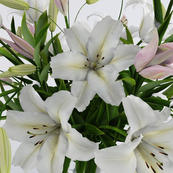 3d Realistic Lilys