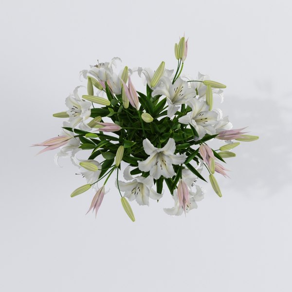 3d Realistic Lilys