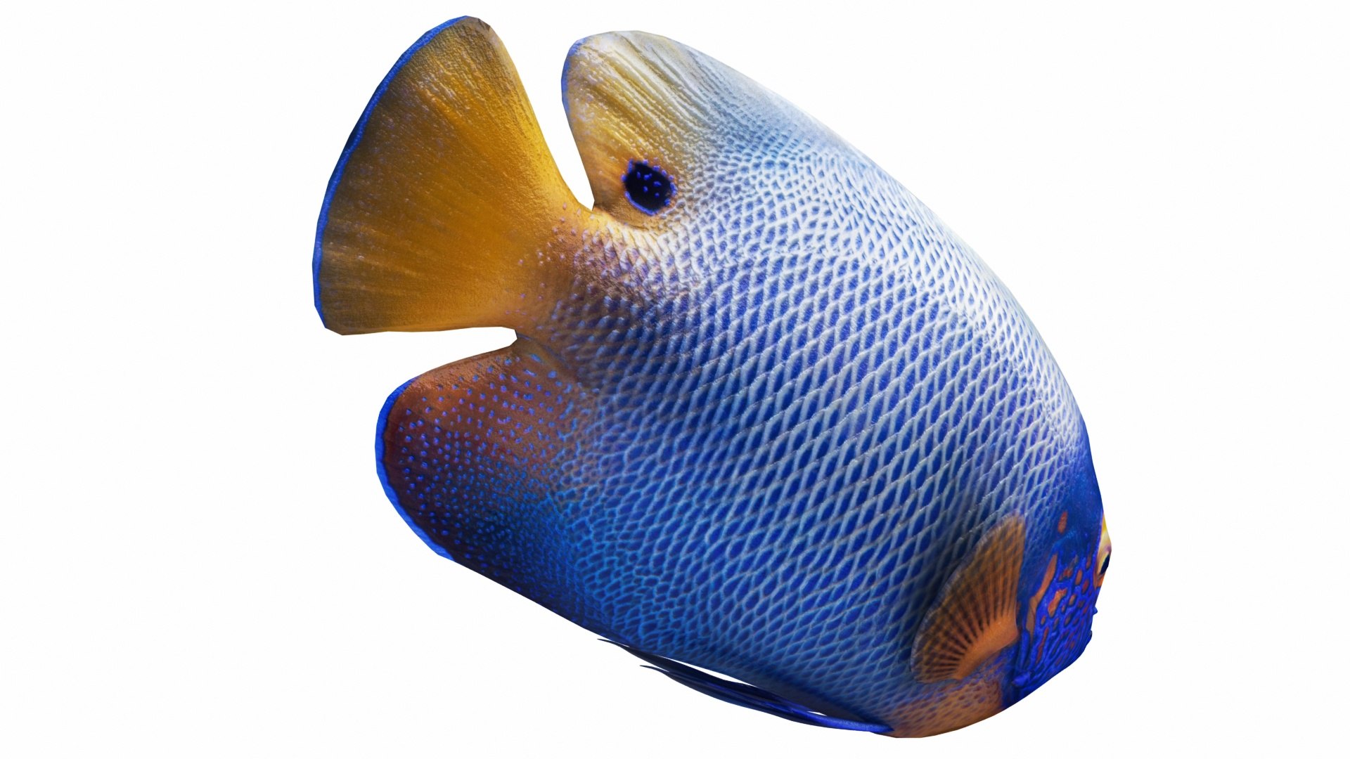 3D blueface emperor angel fish model - TurboSquid 1484640