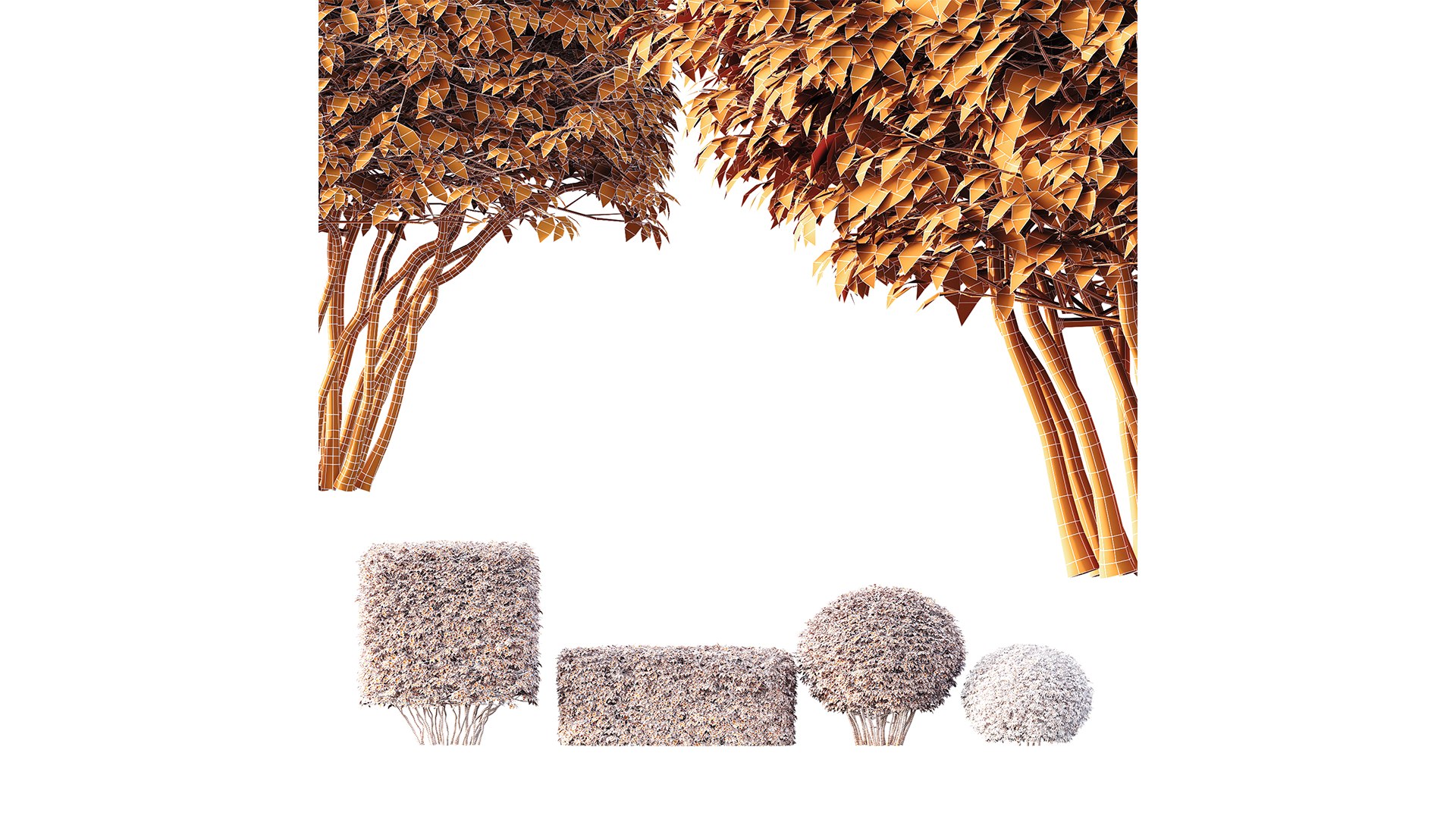 3D HQ Dwarf Yaupon Holly Spherical Cone Spherical Box hedge ...