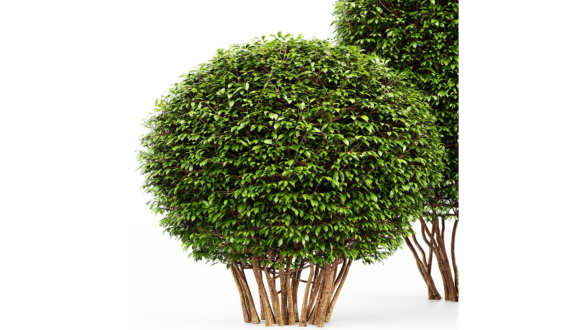 3D HQ Dwarf Yaupon Holly Spherical Cone Spherical Box hedge ...
